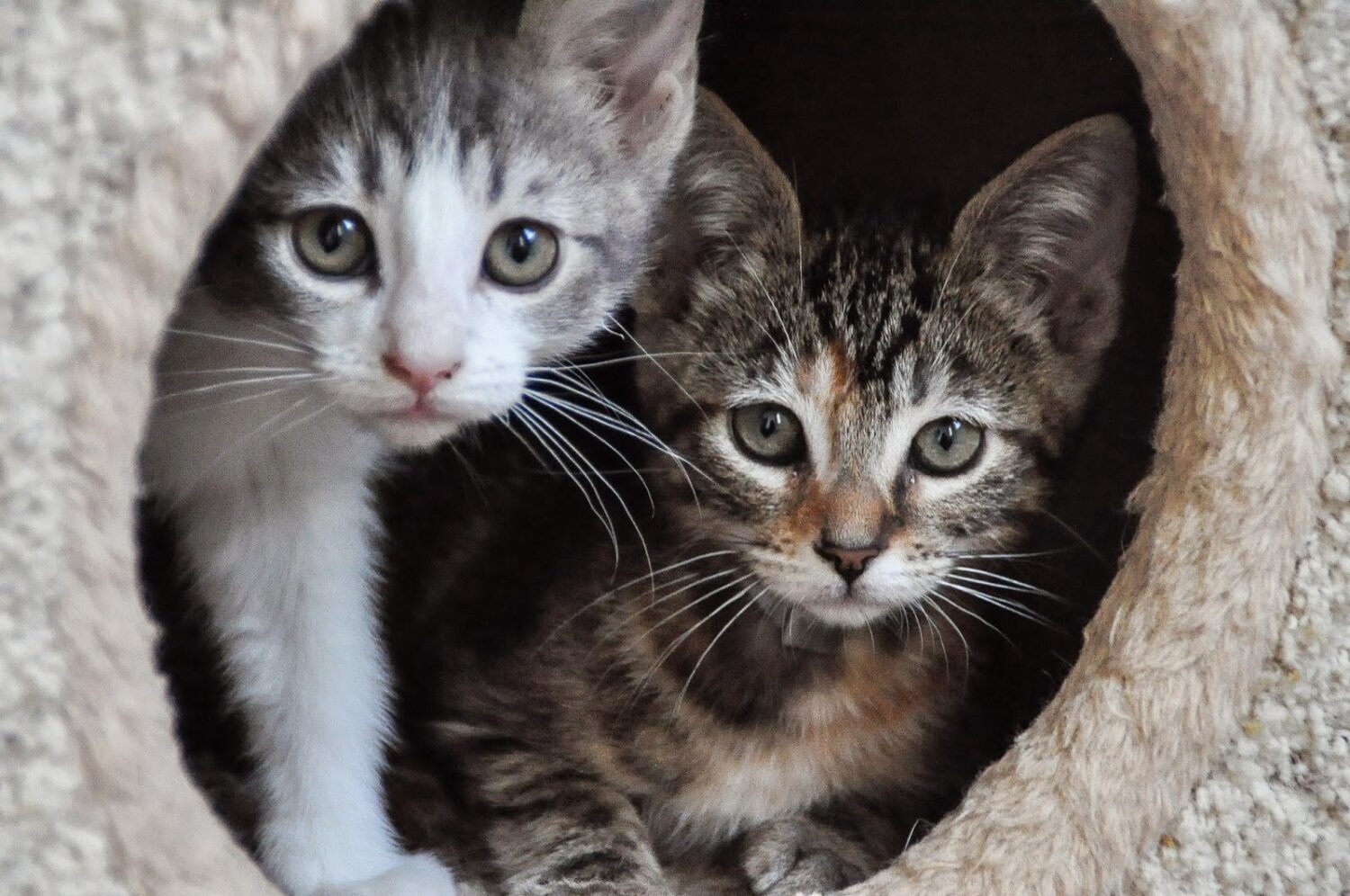 The City of Los Angeles considering Increasing Cat Pet Limits and ...