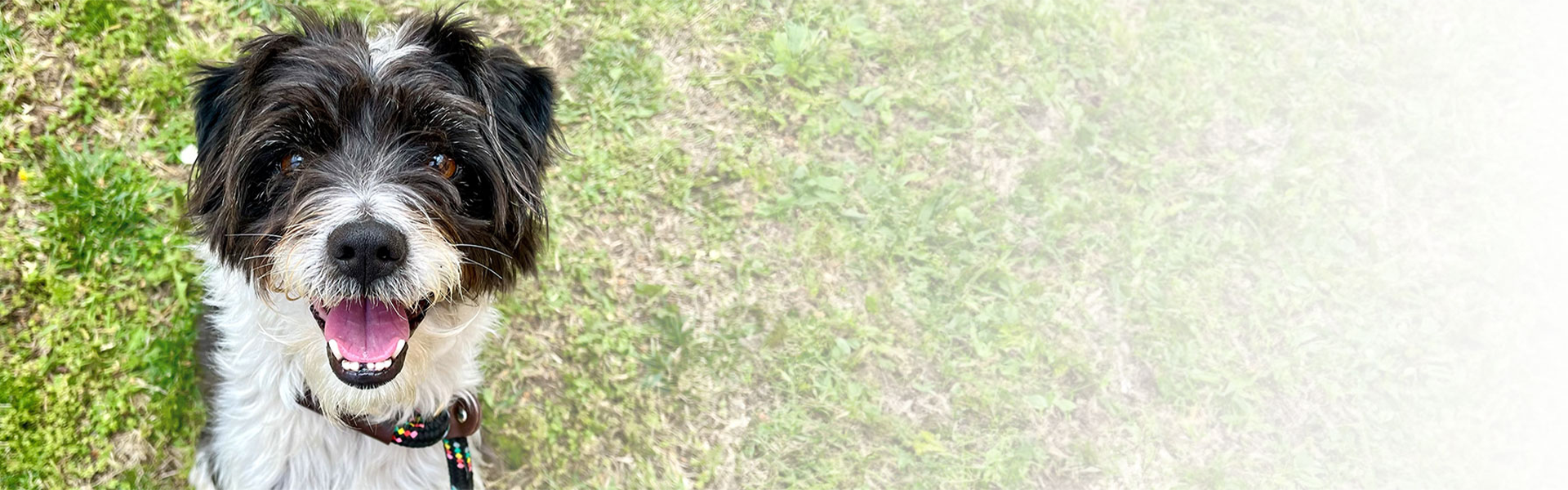 Donation Information – spcaLA