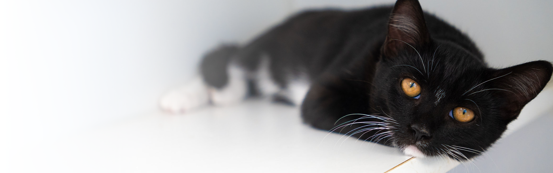 Animal Shelters & Agencies – spcaLA