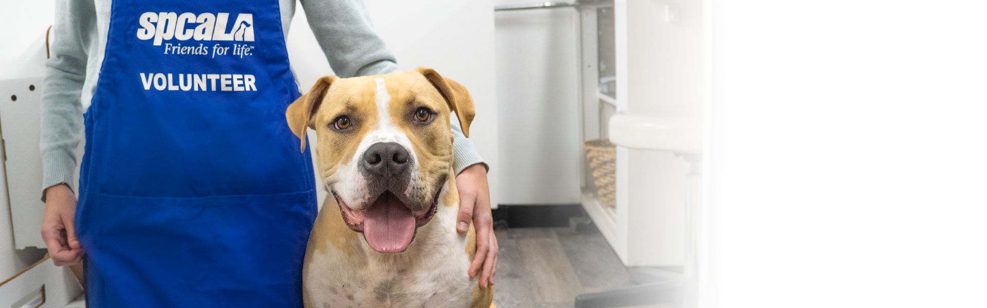 Volunteer Services – spcaLA