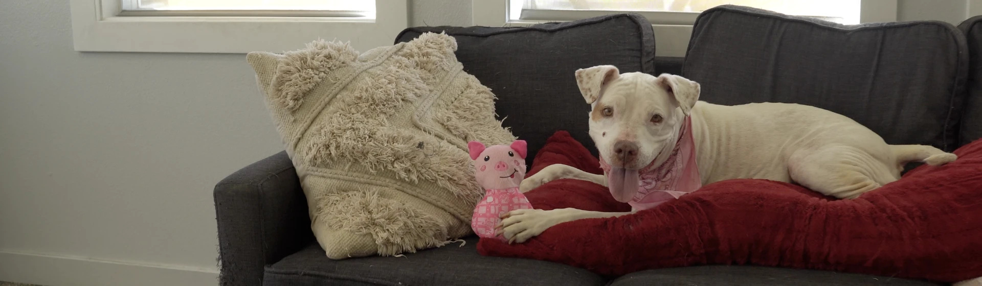 Animal Safety Net™ – spcaLA